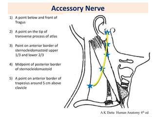 Surface marking Head Neck.ppt
