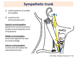 Surface marking Head Neck.ppt