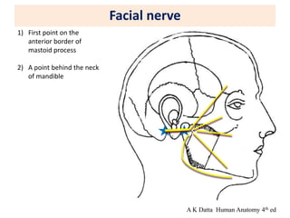 Surface marking Head Neck.ppt