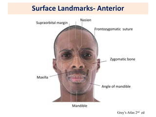Surface marking Head Neck.ppt