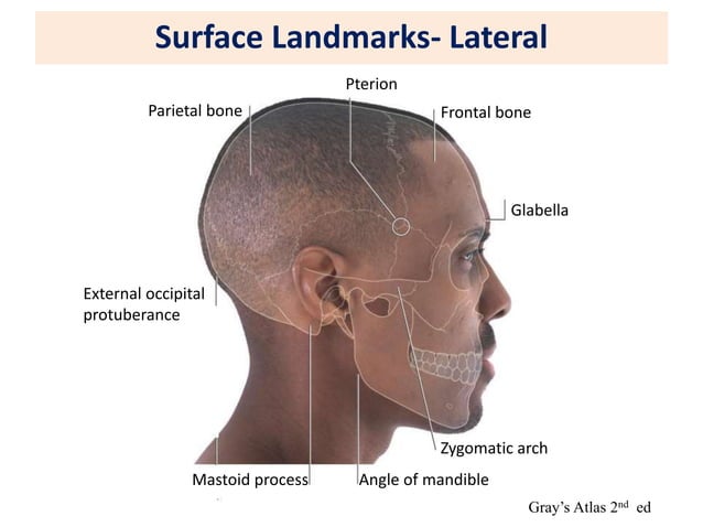 Surface marking Head Neck.ppt | Death, Injury, or Military Conflict ...