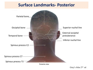 Surface marking Head Neck.ppt