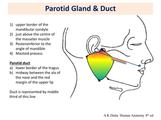 Surface marking Head Neck.ppt