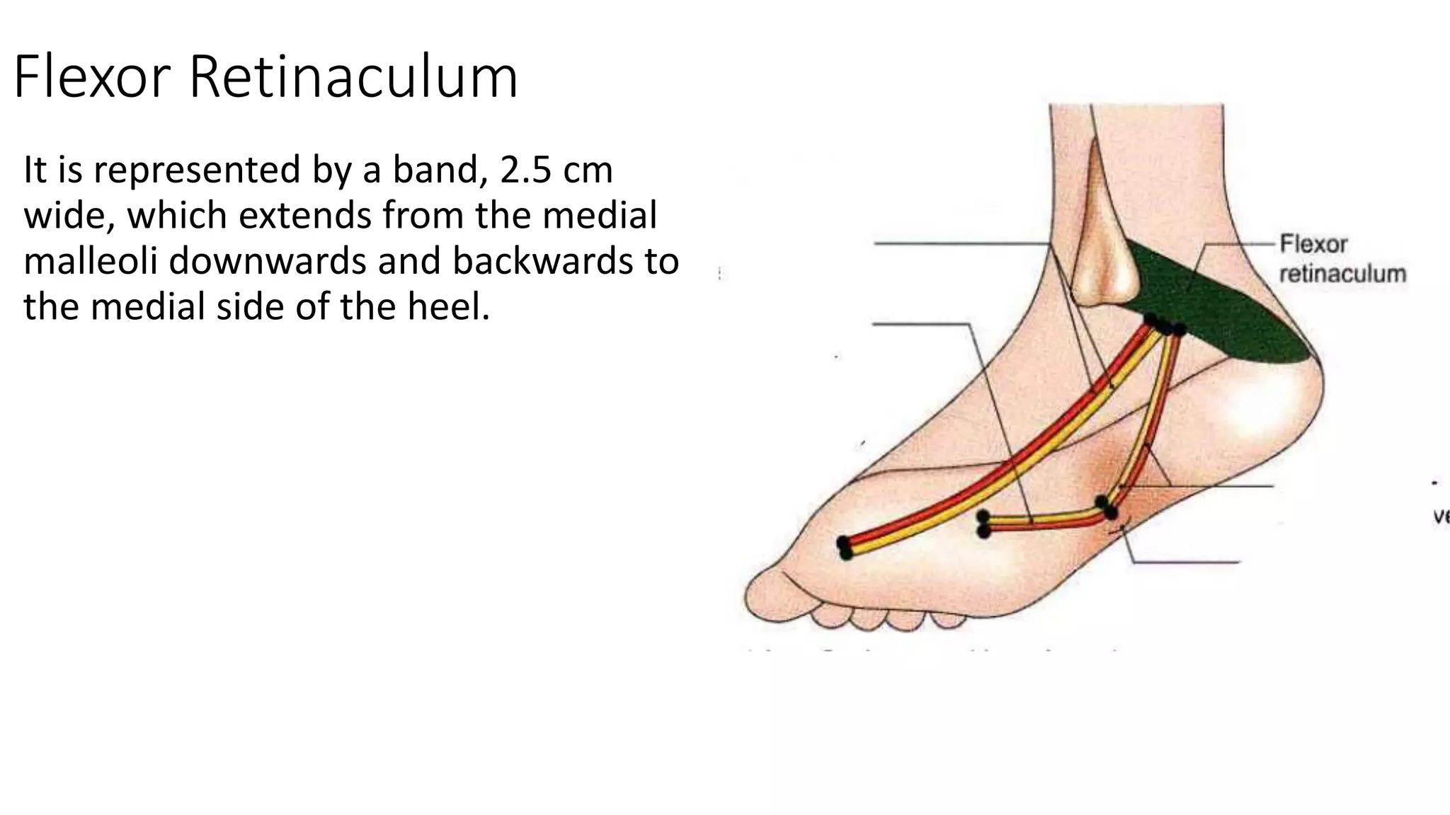 Surface marking lower limb | PPTX