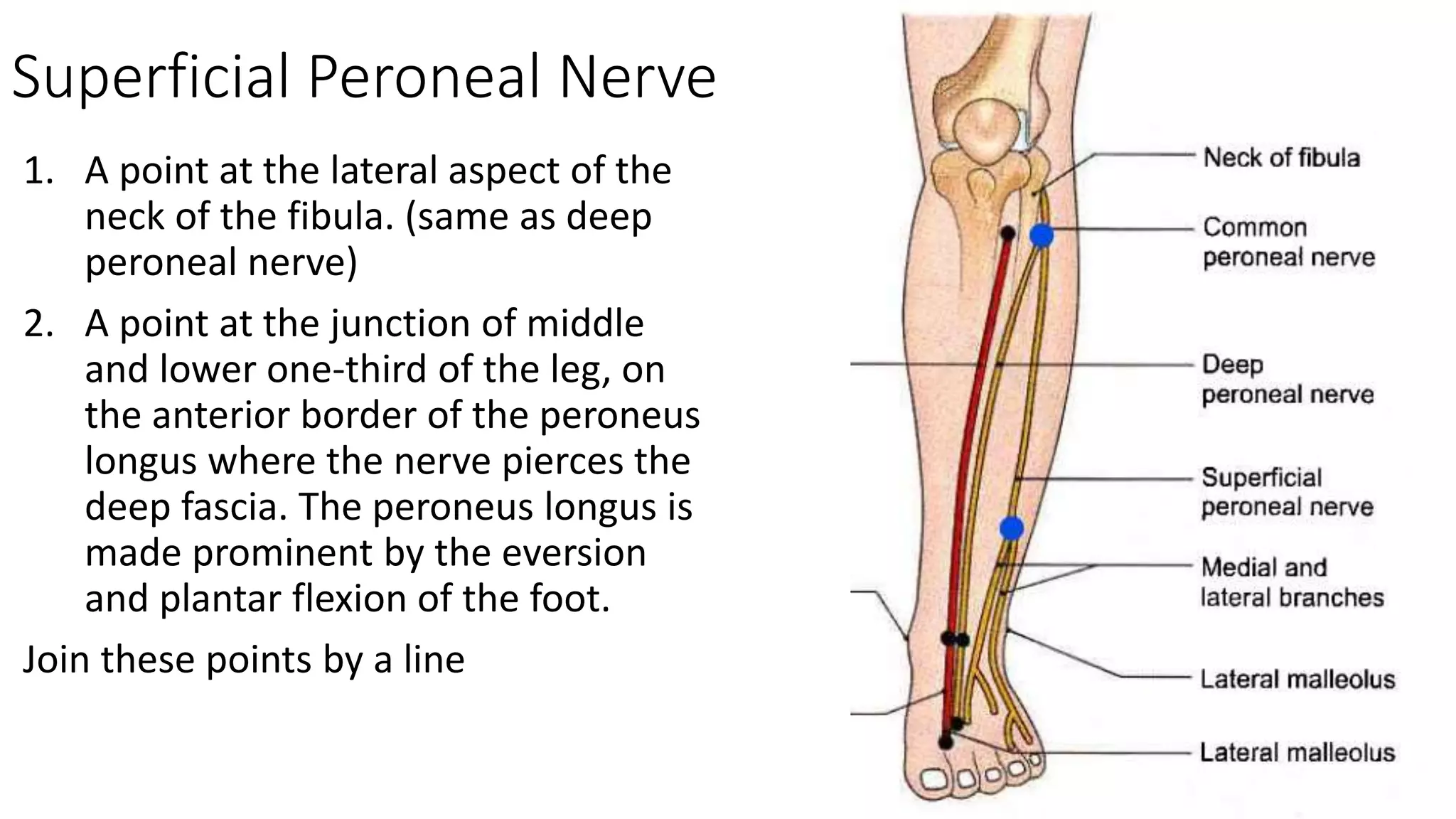 Surface marking lower limb | PPTX