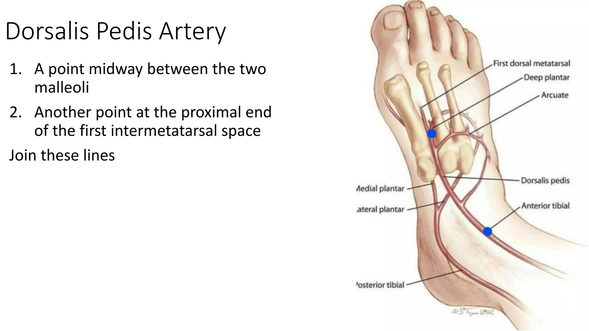 Surface marking lower limb | PPTX