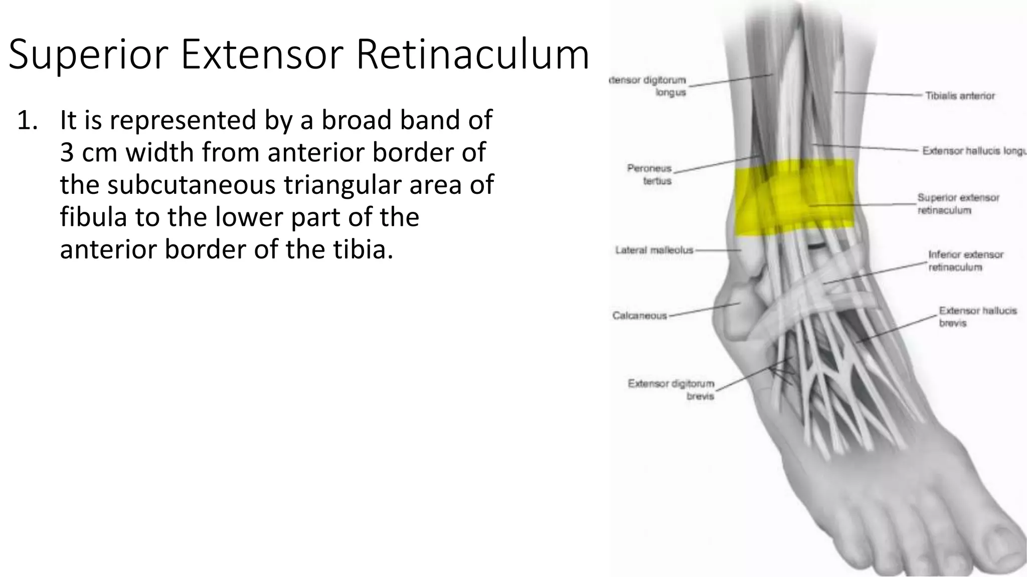 Surface marking lower limb | PPTX