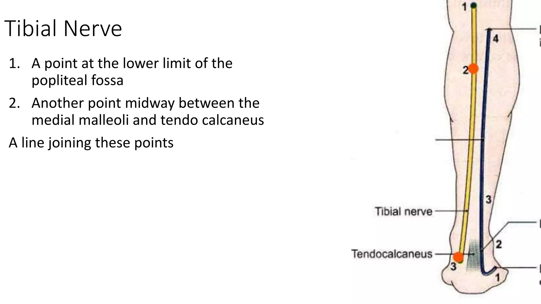 Surface marking lower limb | PPTX