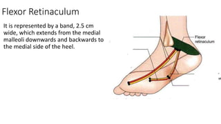 Surface marking lower limb | PPTX