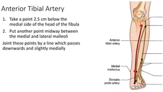 Surface marking lower limb | PPTX