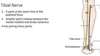 Surface marking lower limb | PPTX