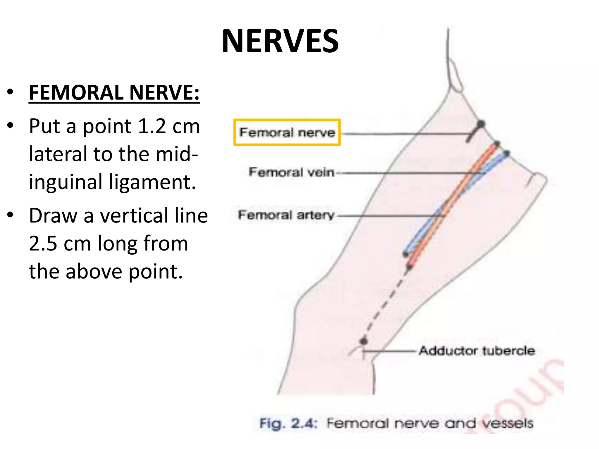 surface marking of lower limb.pptx