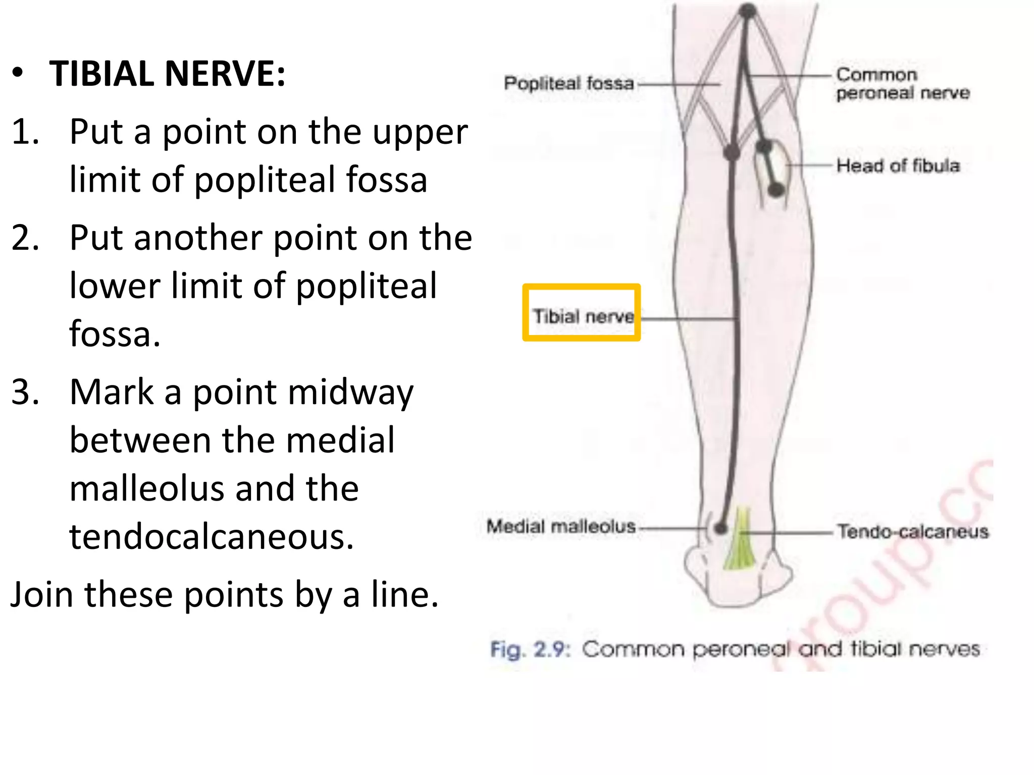 surface marking of lower limb.pptx