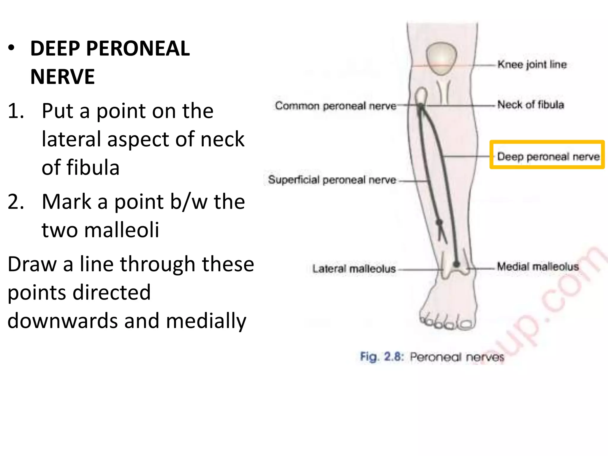 surface marking of lower limb.pptx