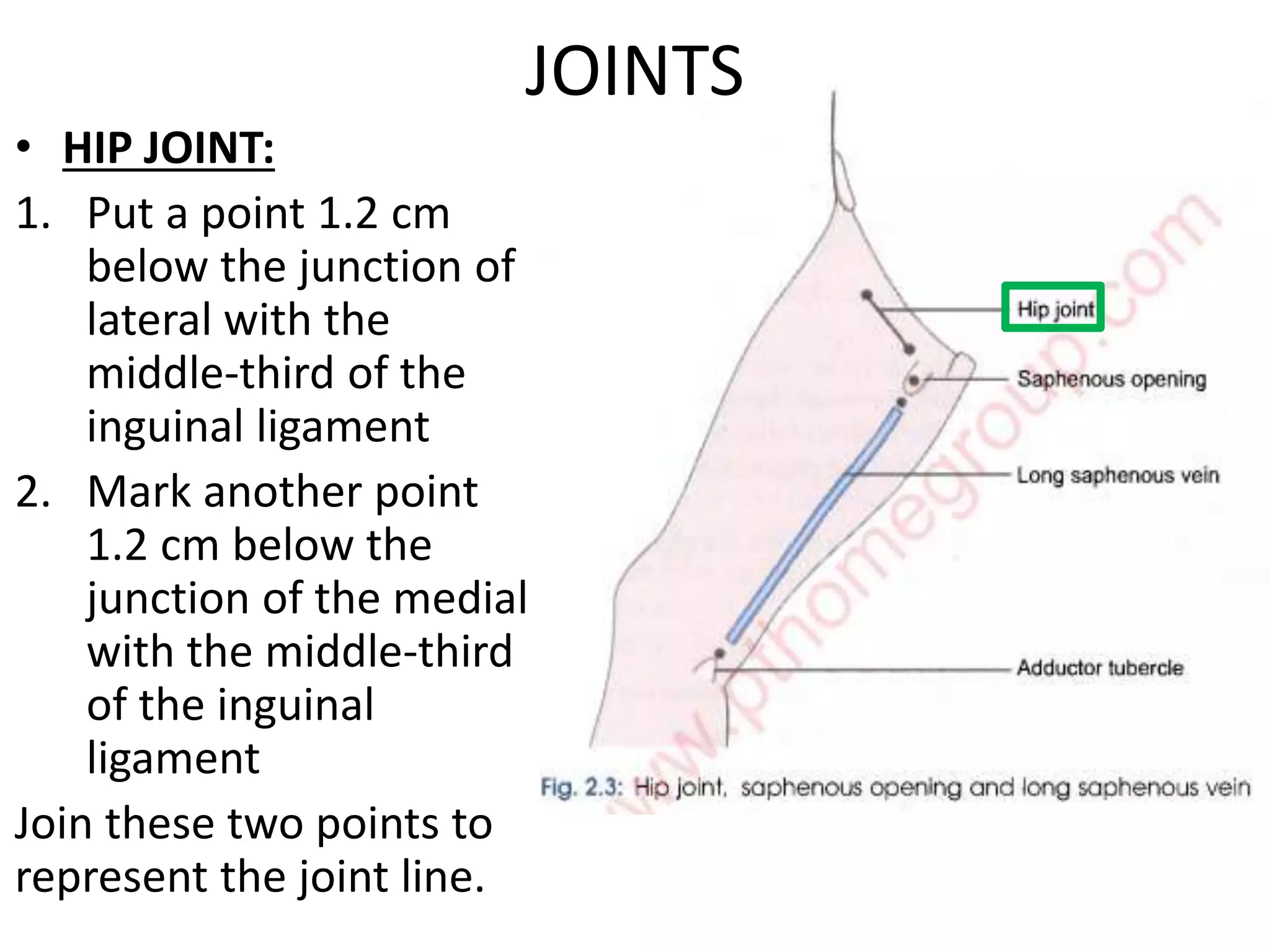 surface marking of lower limb.pptx