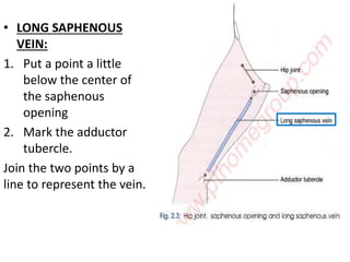 surface marking of lower limb.pptx