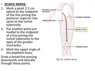 surface marking of lower limb.pptx
