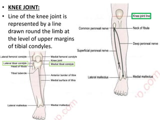 surface marking of lower limb.pptx