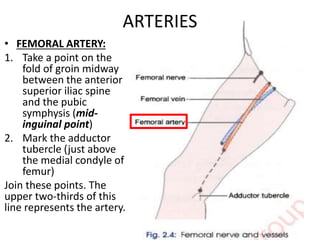 surface marking of lower limb.pptx