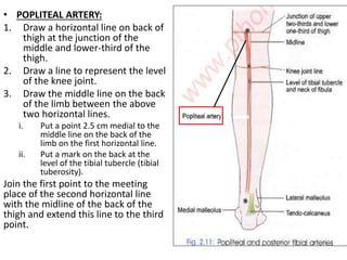 surface marking of lower limb.pptx