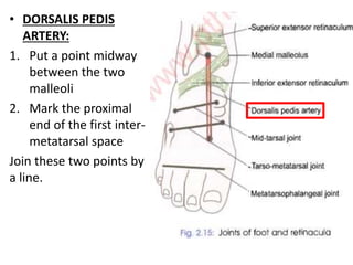 surface marking of lower limb.pptx