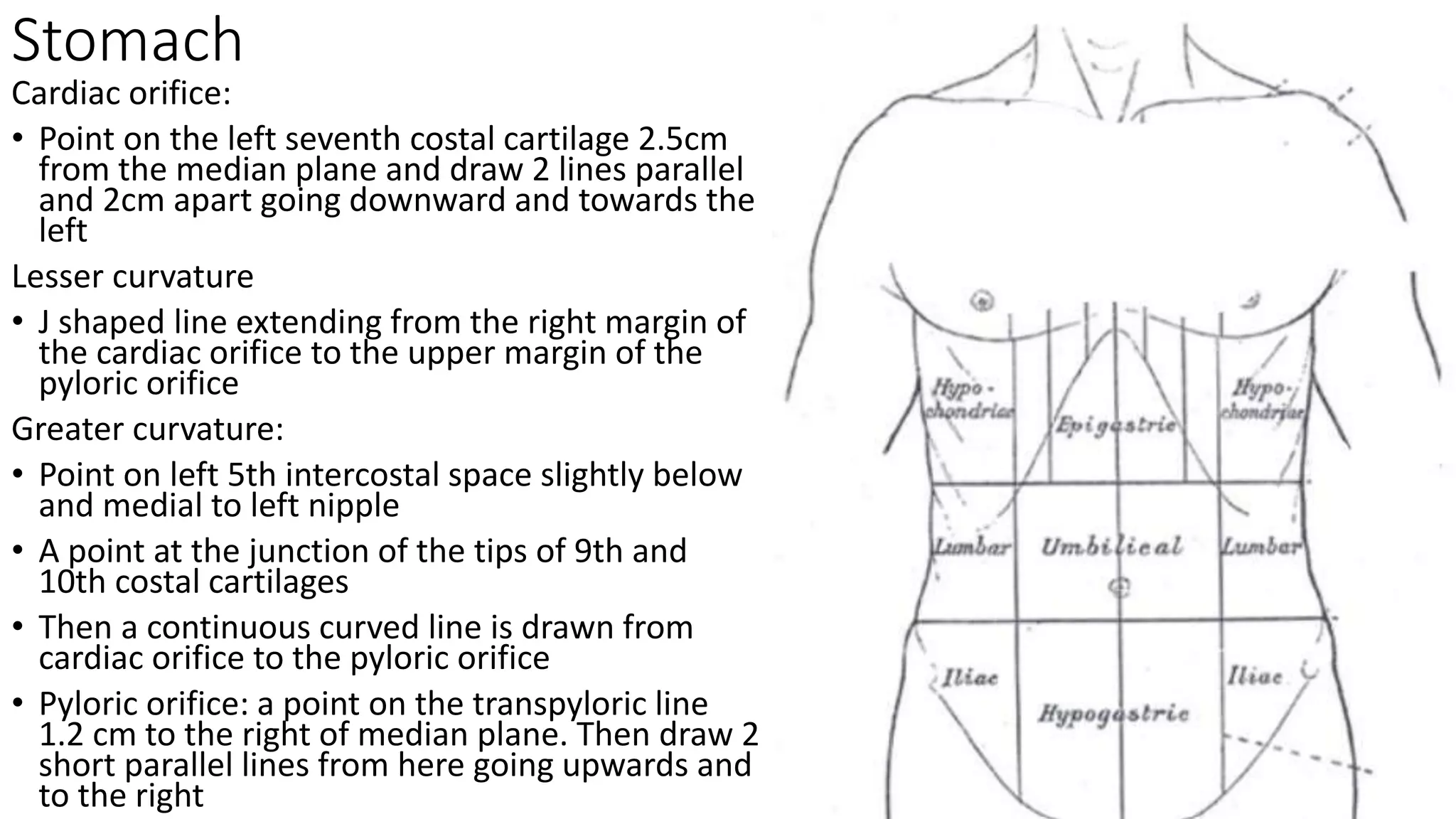 Surface marking radiology abdomen | PPTX