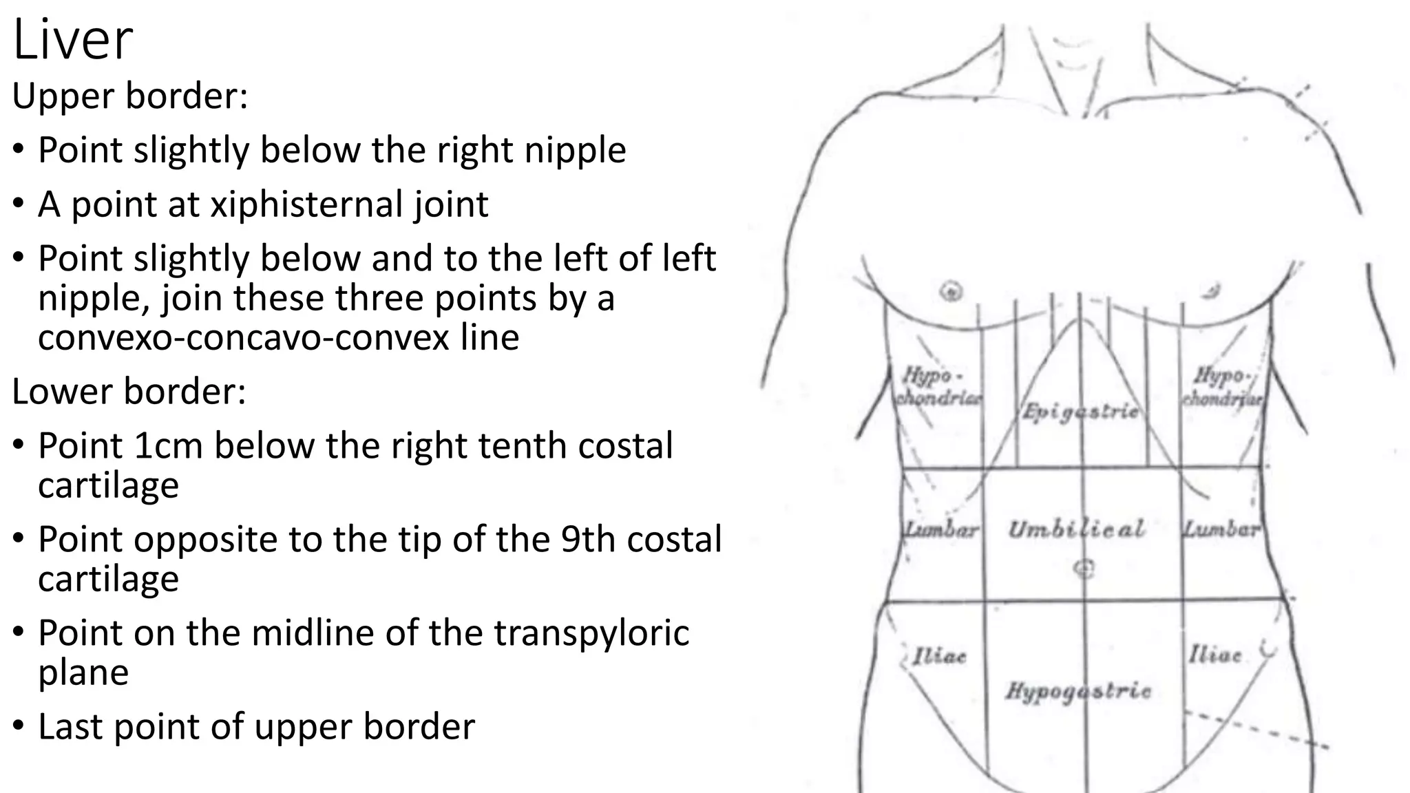 Surface marking radiology abdomen | PPT