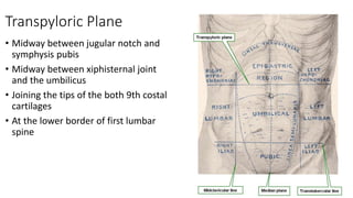 Surface marking radiology abdomen | PPTX