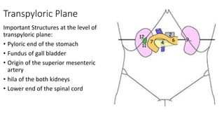 Surface marking radiology abdomen | PPT