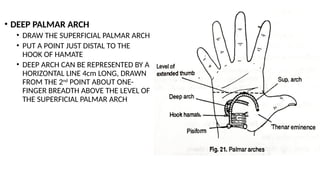 SURFACE MARKING & RADIOLOGY OF UPPER LIMB.pptx