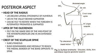 SURFACE MARKING & RADIOLOGY OF UPPER LIMB.pptx