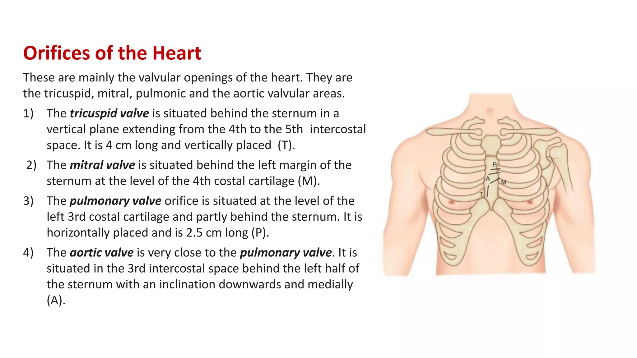 Surface Markings of Thorax.pptx