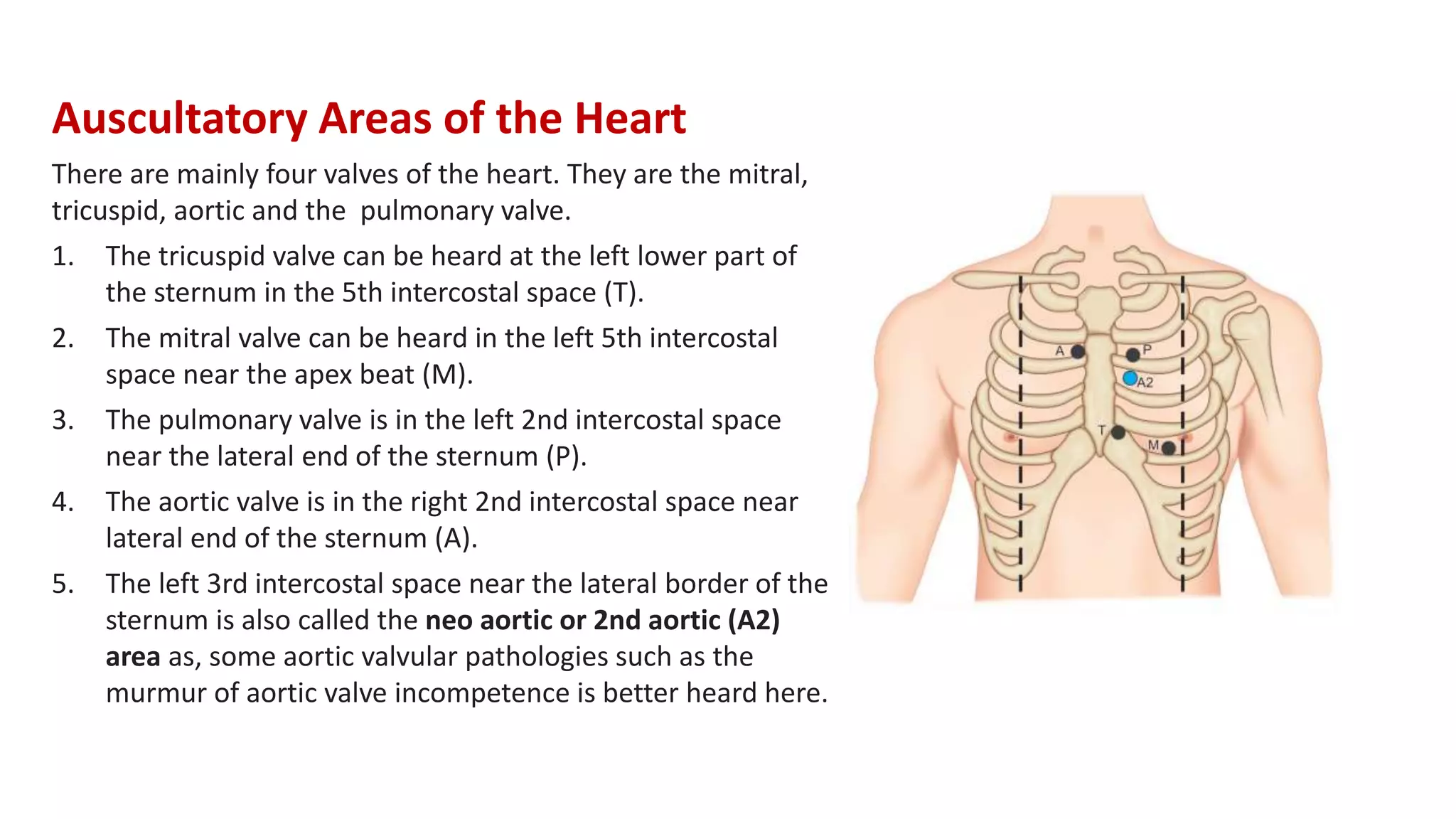 Surface Markings of Thorax.pptx