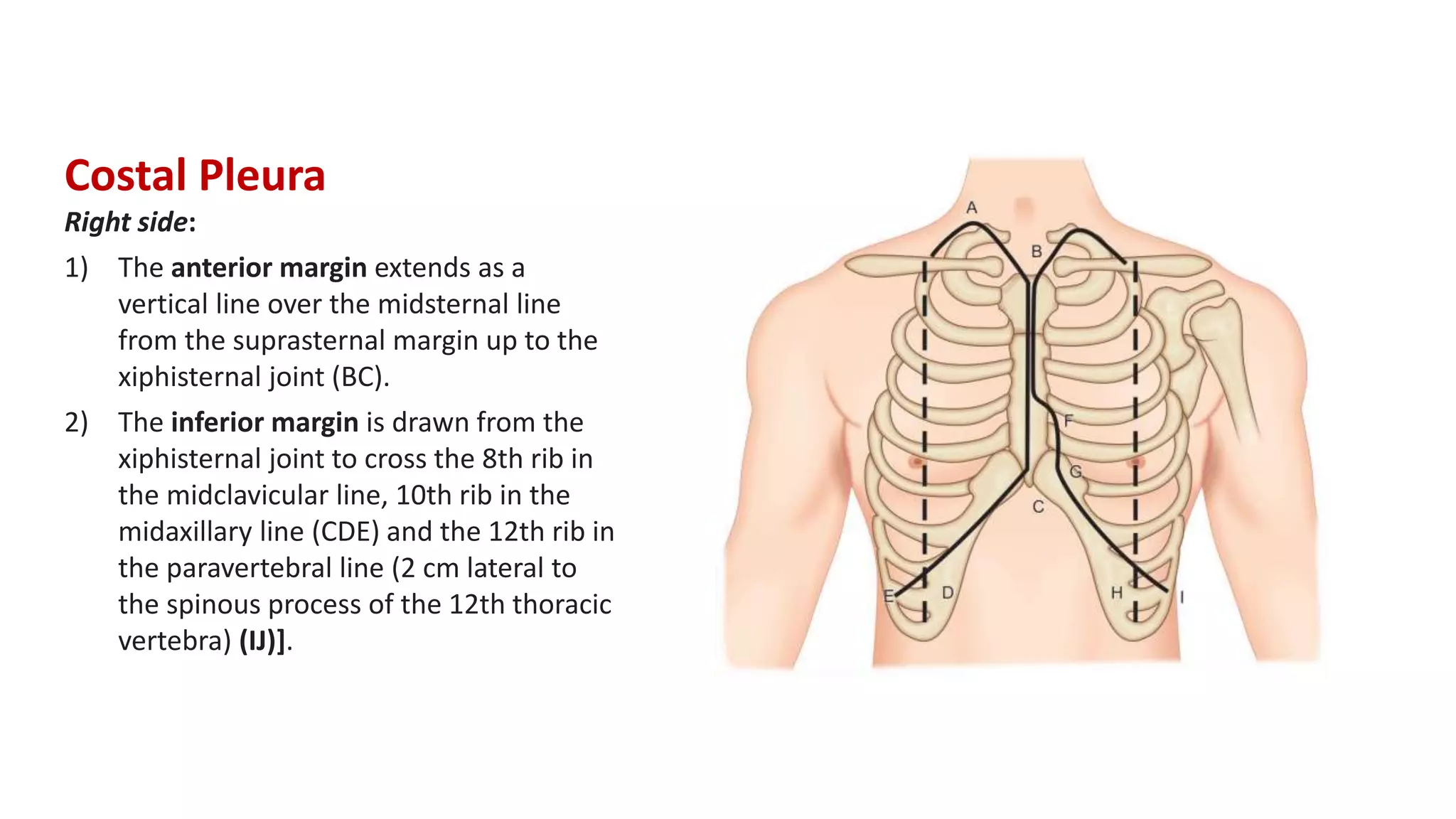 Surface Markings of Thorax.pptx