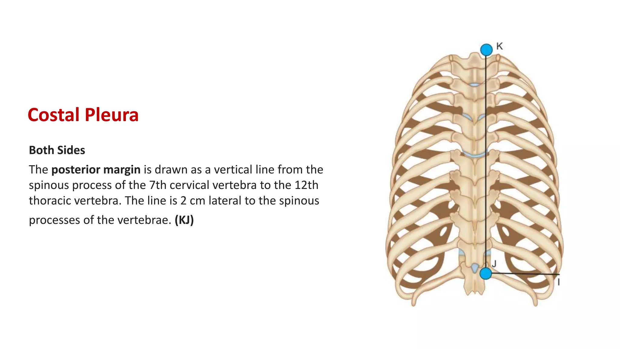 Surface Markings of Thorax.pptx