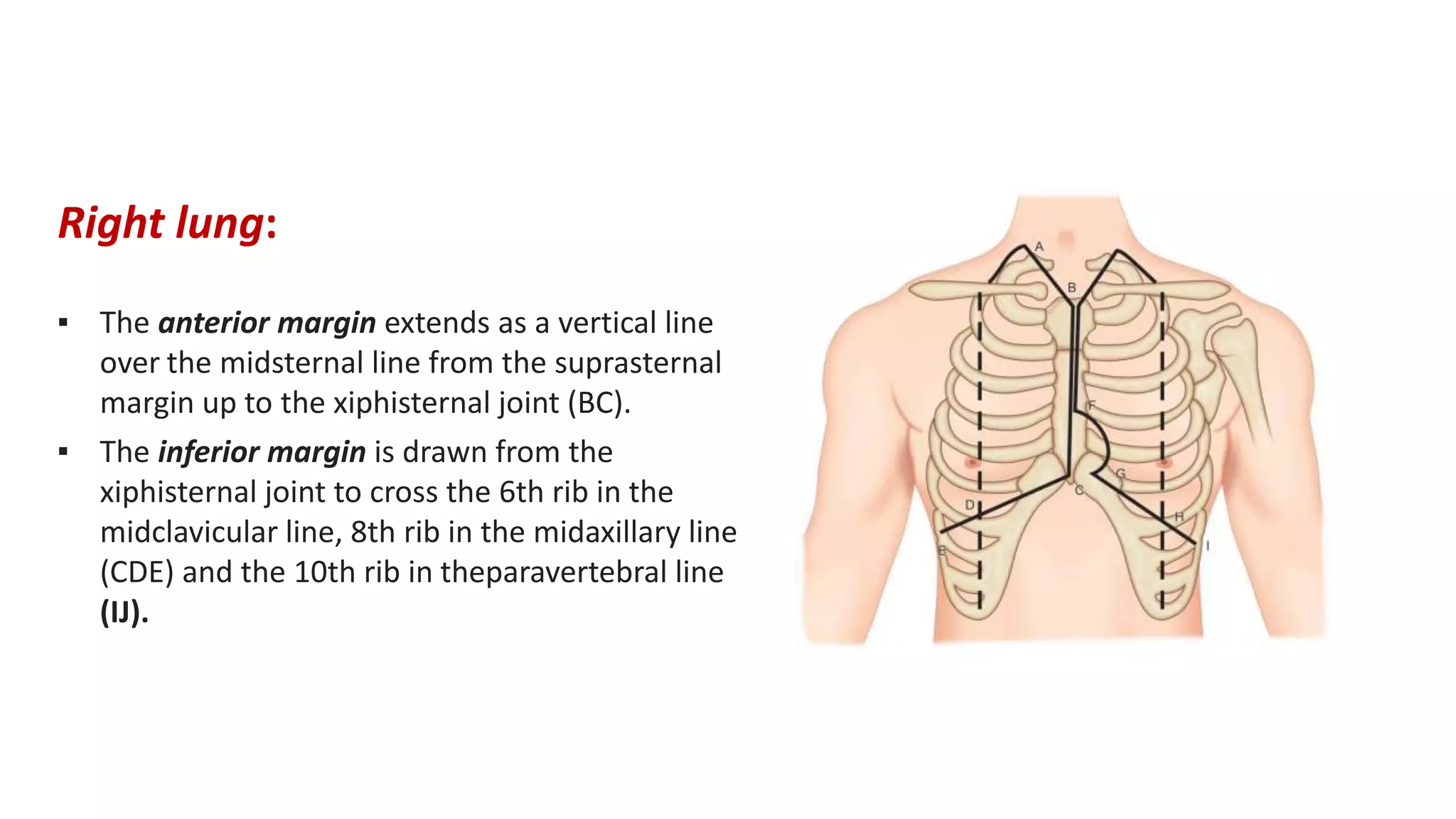 Surface Markings of Thorax.pptx