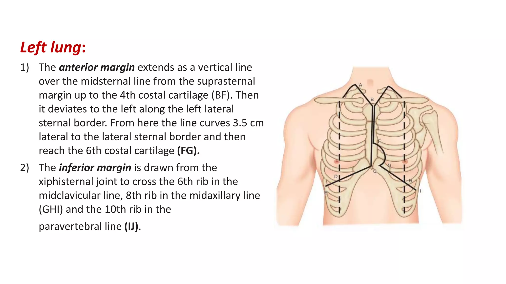 Surface Markings of Thorax.pptx