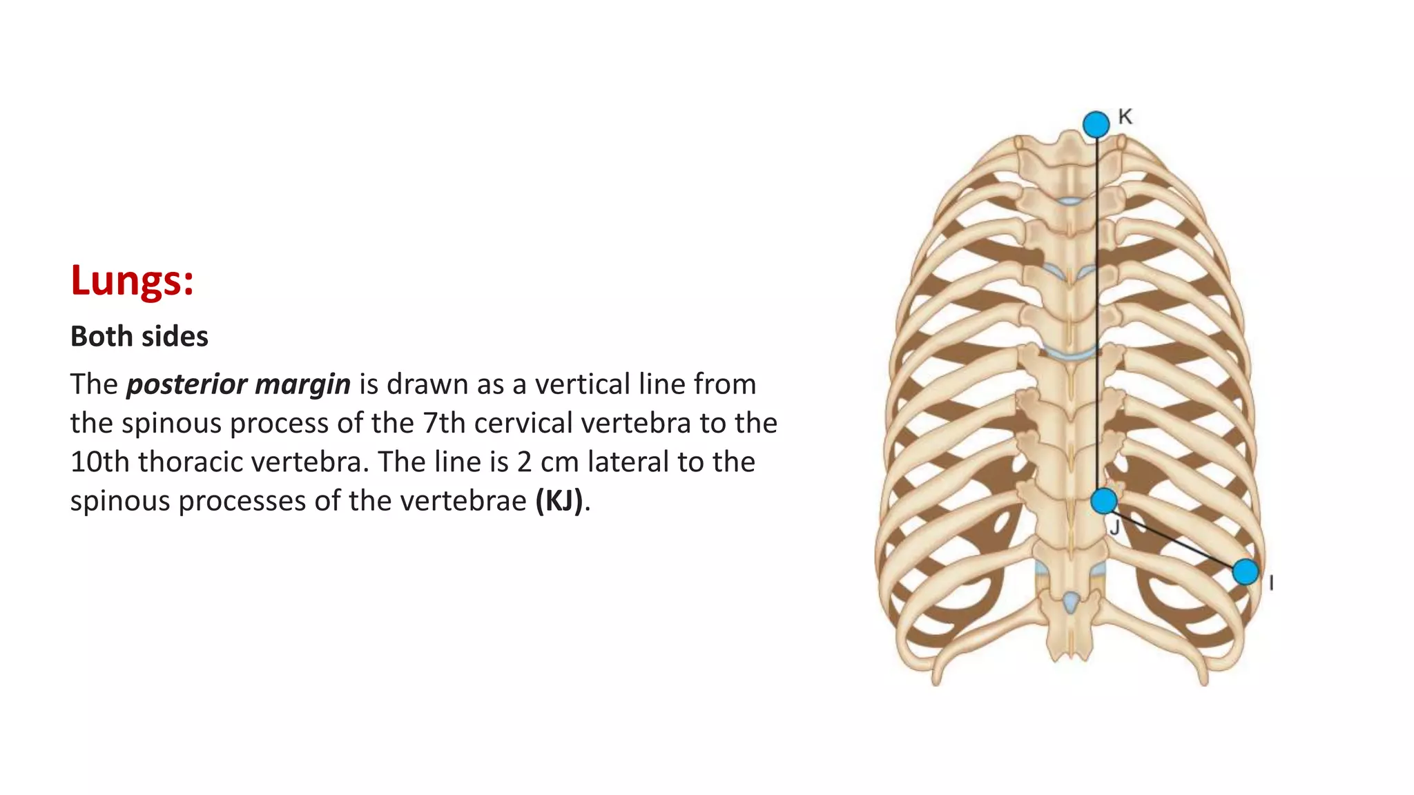 Surface Markings of Thorax.pptx
