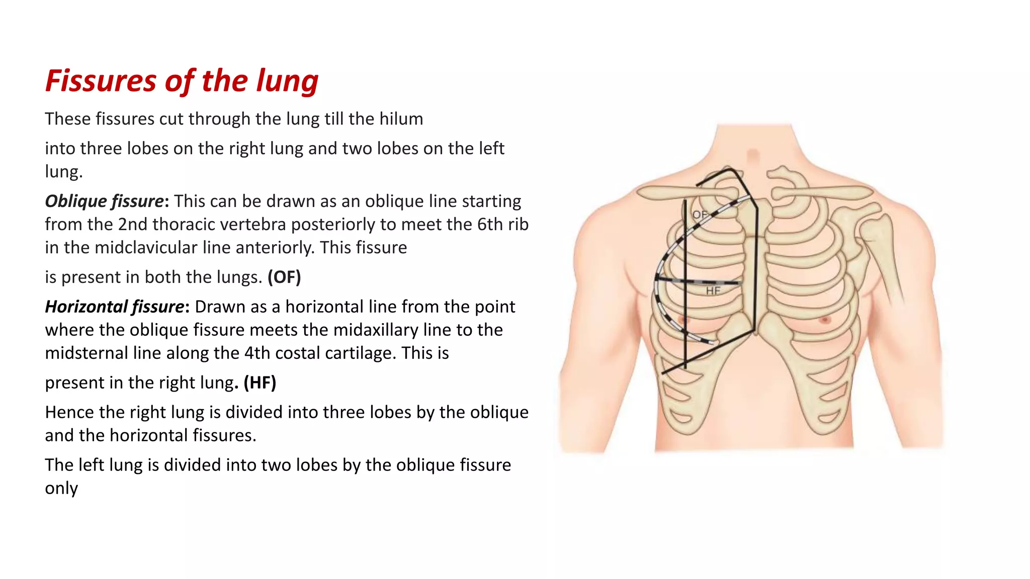 Surface Markings of Thorax.pptx