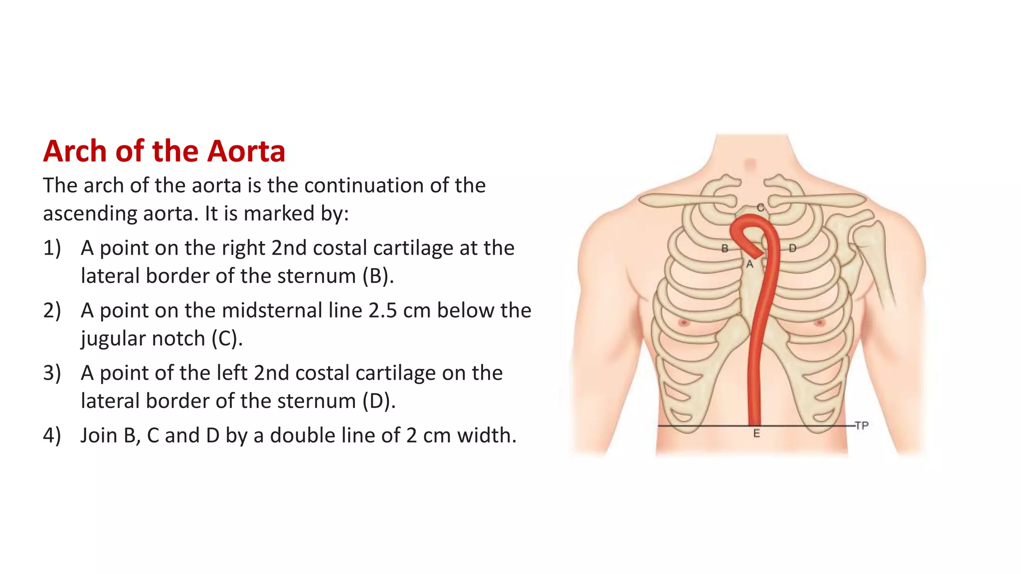 Surface Markings of Thorax.pptx