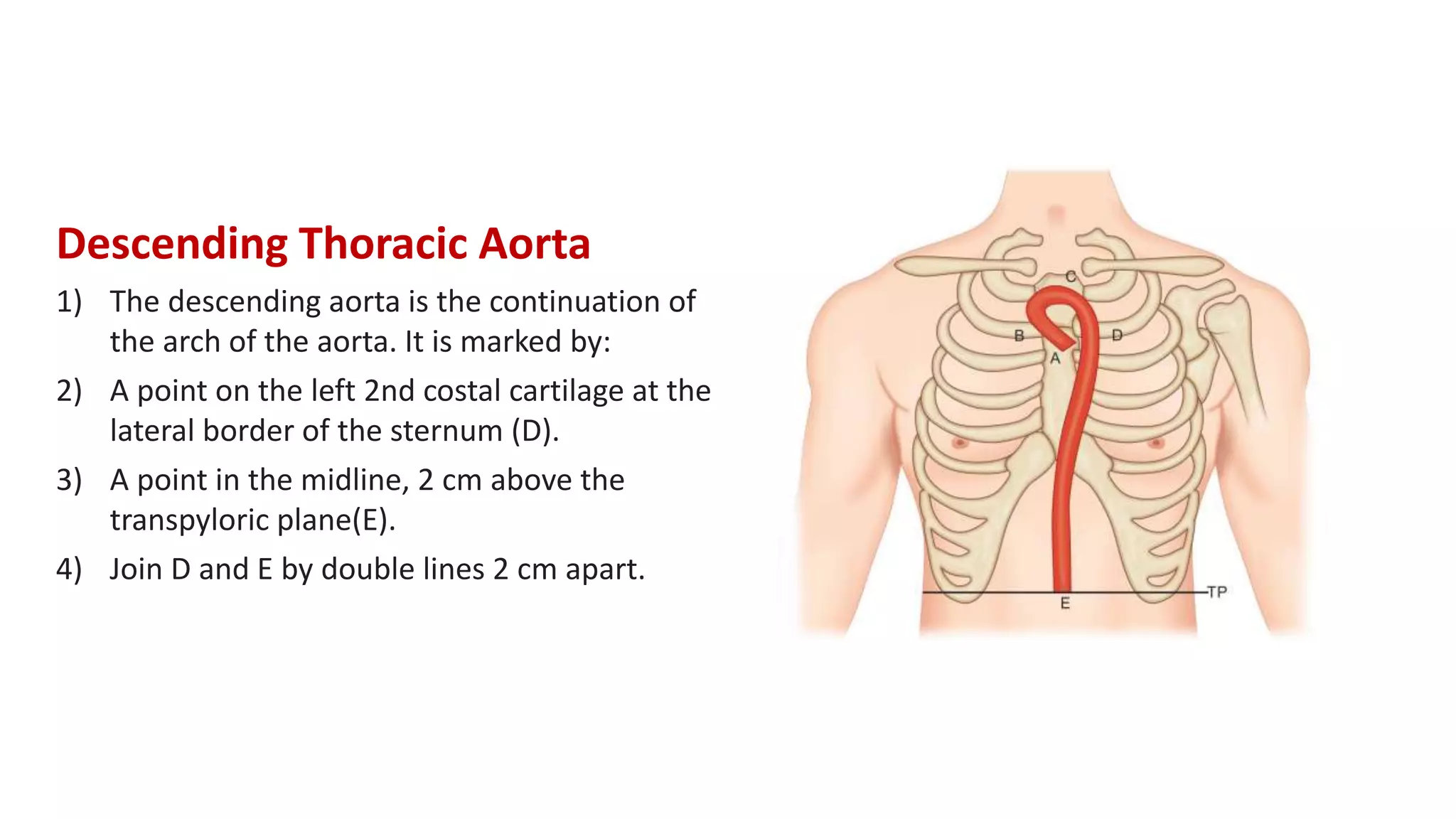 Surface Markings of Thorax.pptx