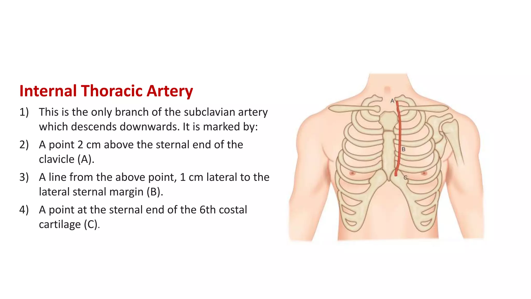 Surface Markings of Thorax.pptx