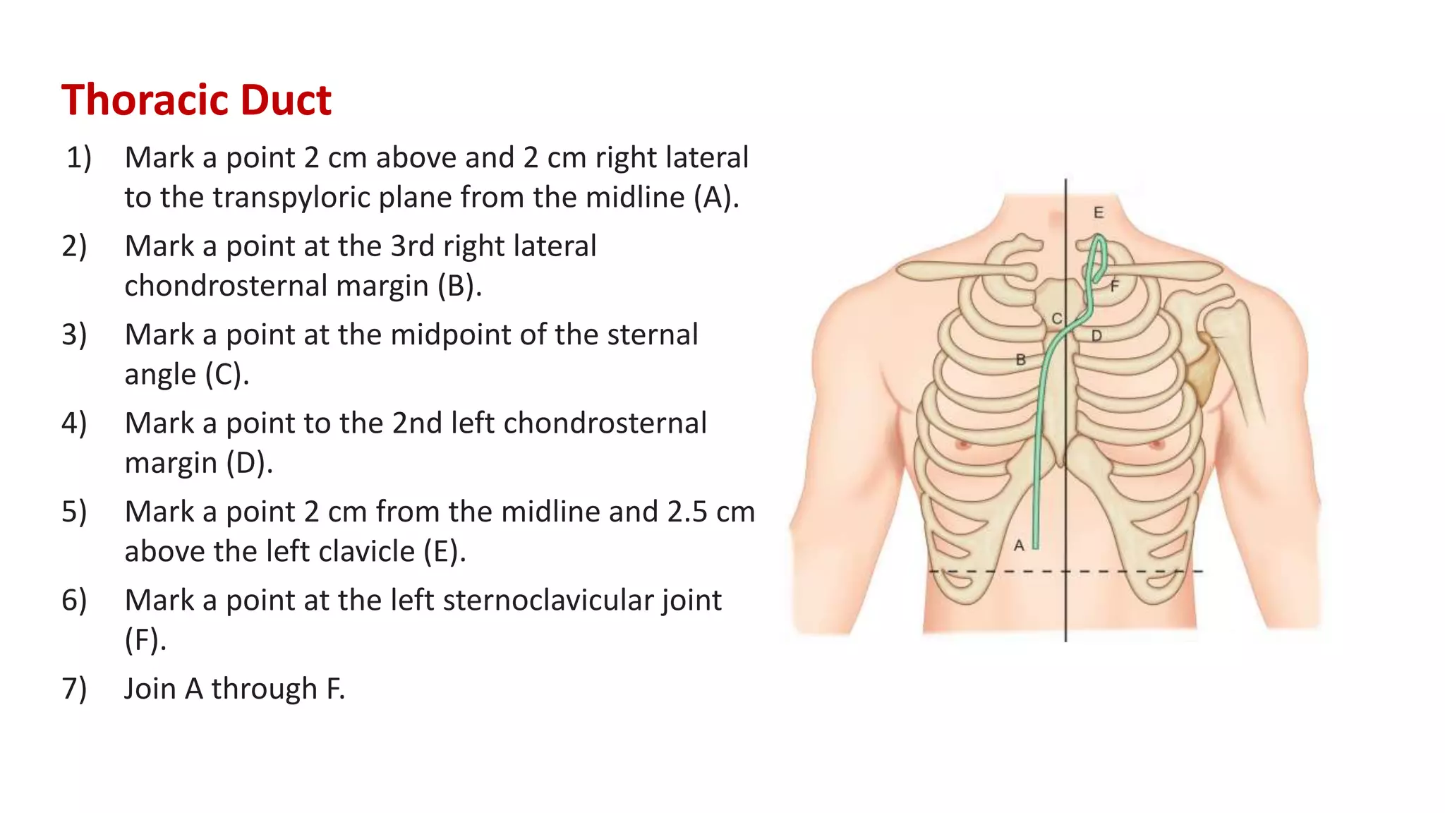 Surface Markings of Thorax.pptx