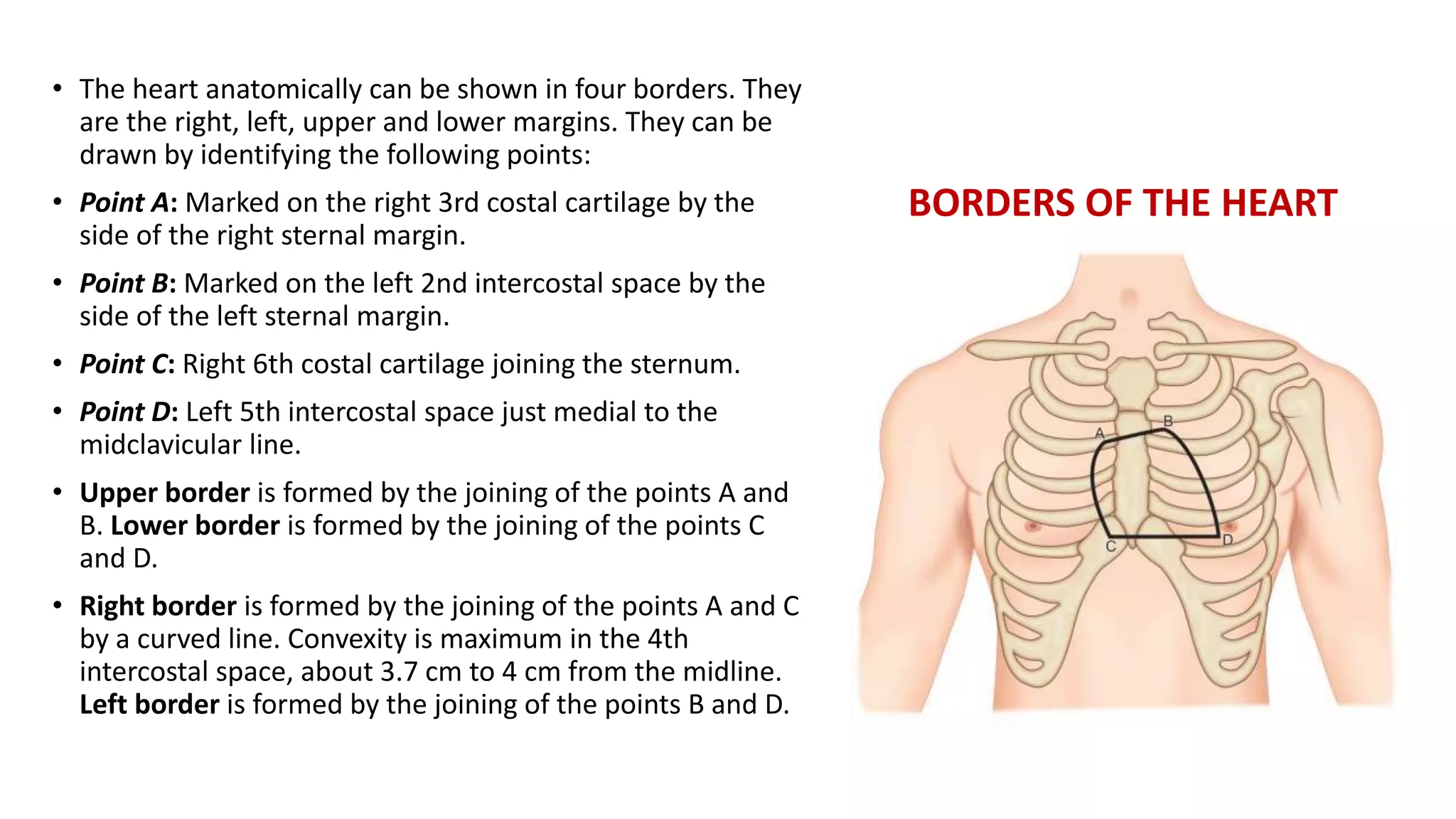 Surface Markings of Thorax.pptx