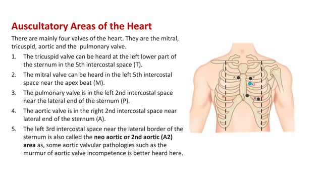 Surface Markings of Thorax.pptx