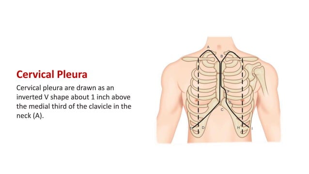 Surface Markings of Thorax.pptx