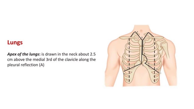 Surface Markings of Thorax.pptx