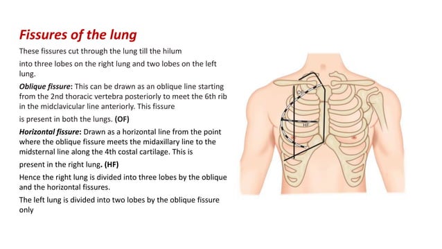 Surface Markings of Thorax.pptx