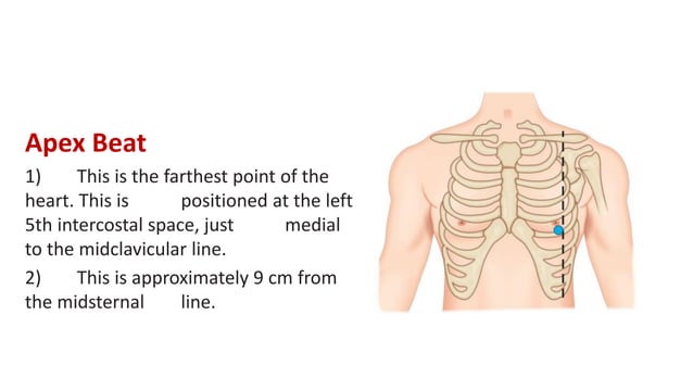 Surface Markings of Thorax.pptx