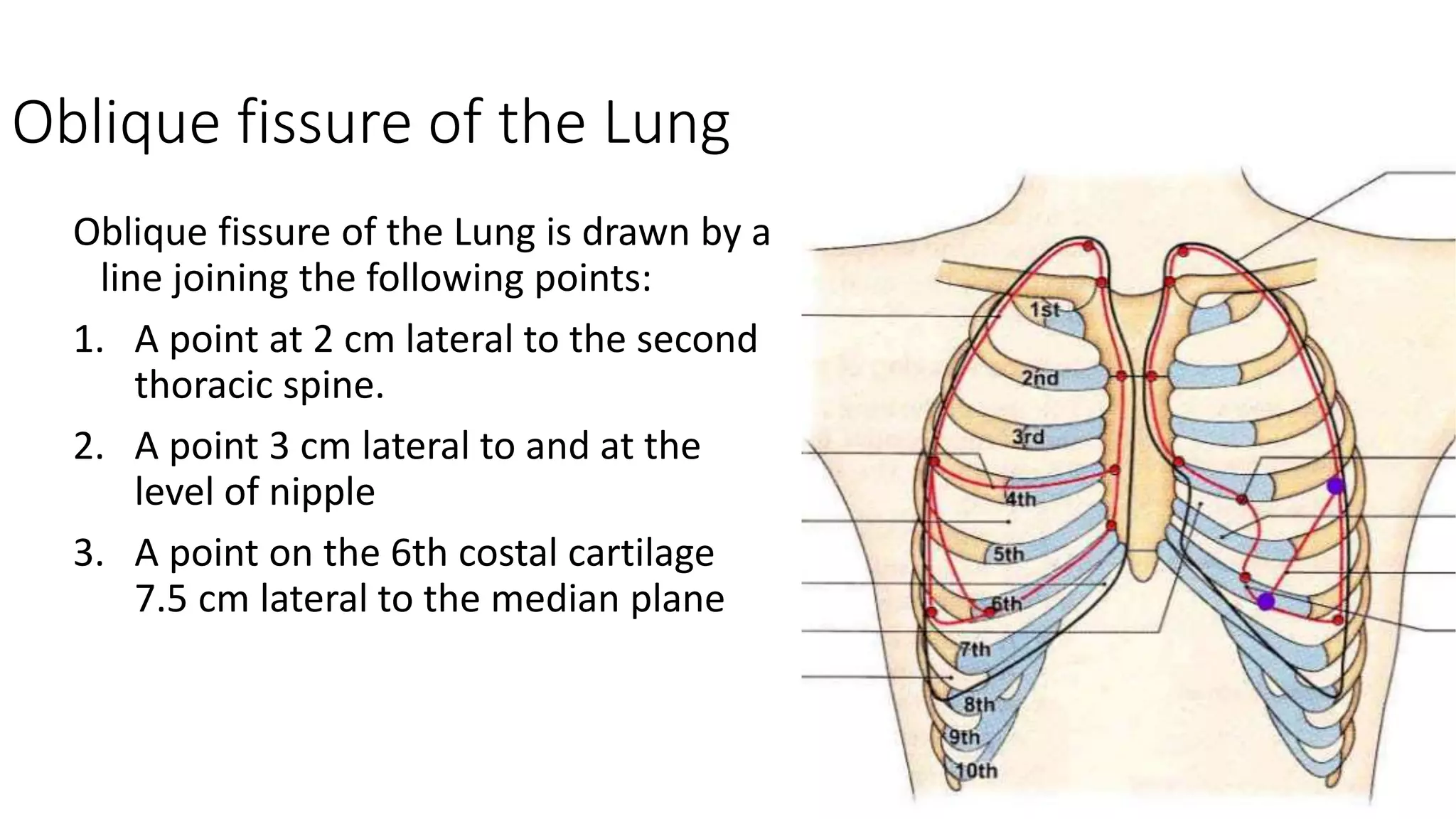 Surface marking thorax | PPTX